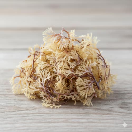 Irish Moss: Natural Thickener & Dessert Ingredient