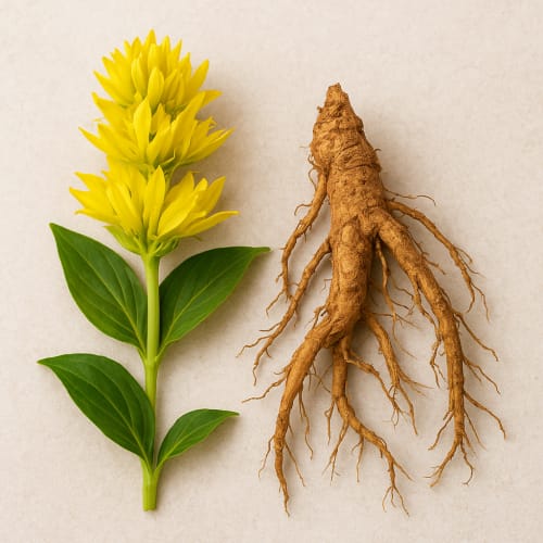 Gentiana Lutea Root Extract – Herb for Skin & Digestion